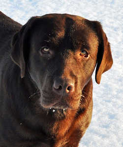 Labrador Puppies For Sale - Dog Breeders in Ohio | Amber Sky Farms