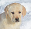 Labrador Puppies For Sale - Dog Breeders in Ohio | Amber Sky Farms